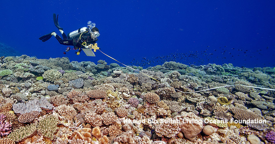 Scientific Survey Of Tongan Reefs Reveals Poor Status Of Fish Living